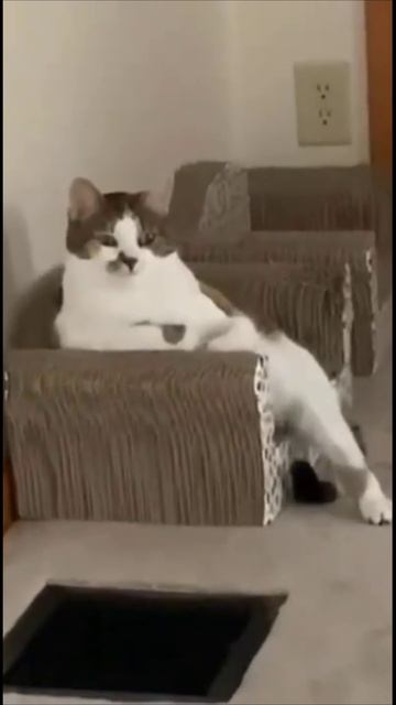 Смешные коты #92-2