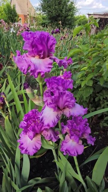 ирис 'Bolshoi' (Keppel, 2008)