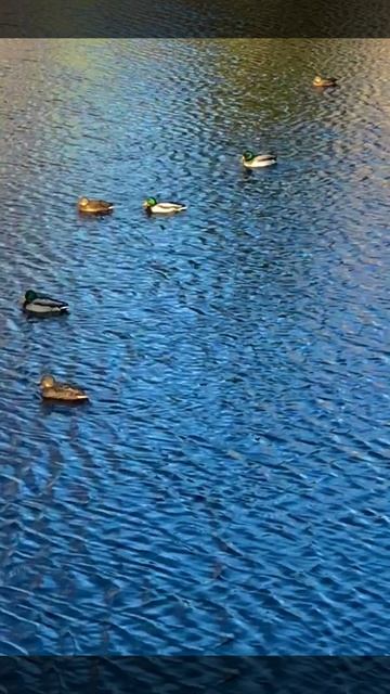 Танец уточек