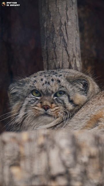 Манул Шу спрятался от капели под навесом. Ленинградский зоопарк