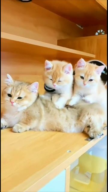 Смешные коты #92-1