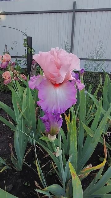 ирис 'Blowing Kisses' (Воздушный поцелуй)