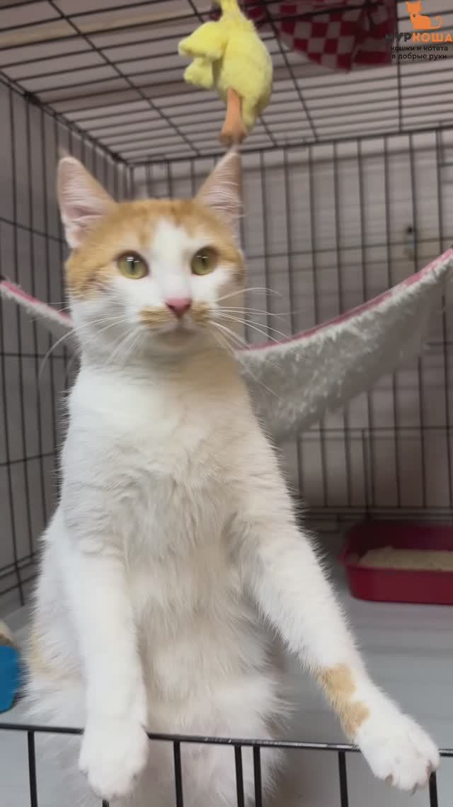 Гугуся ждёт вас в приюте #Муркоша