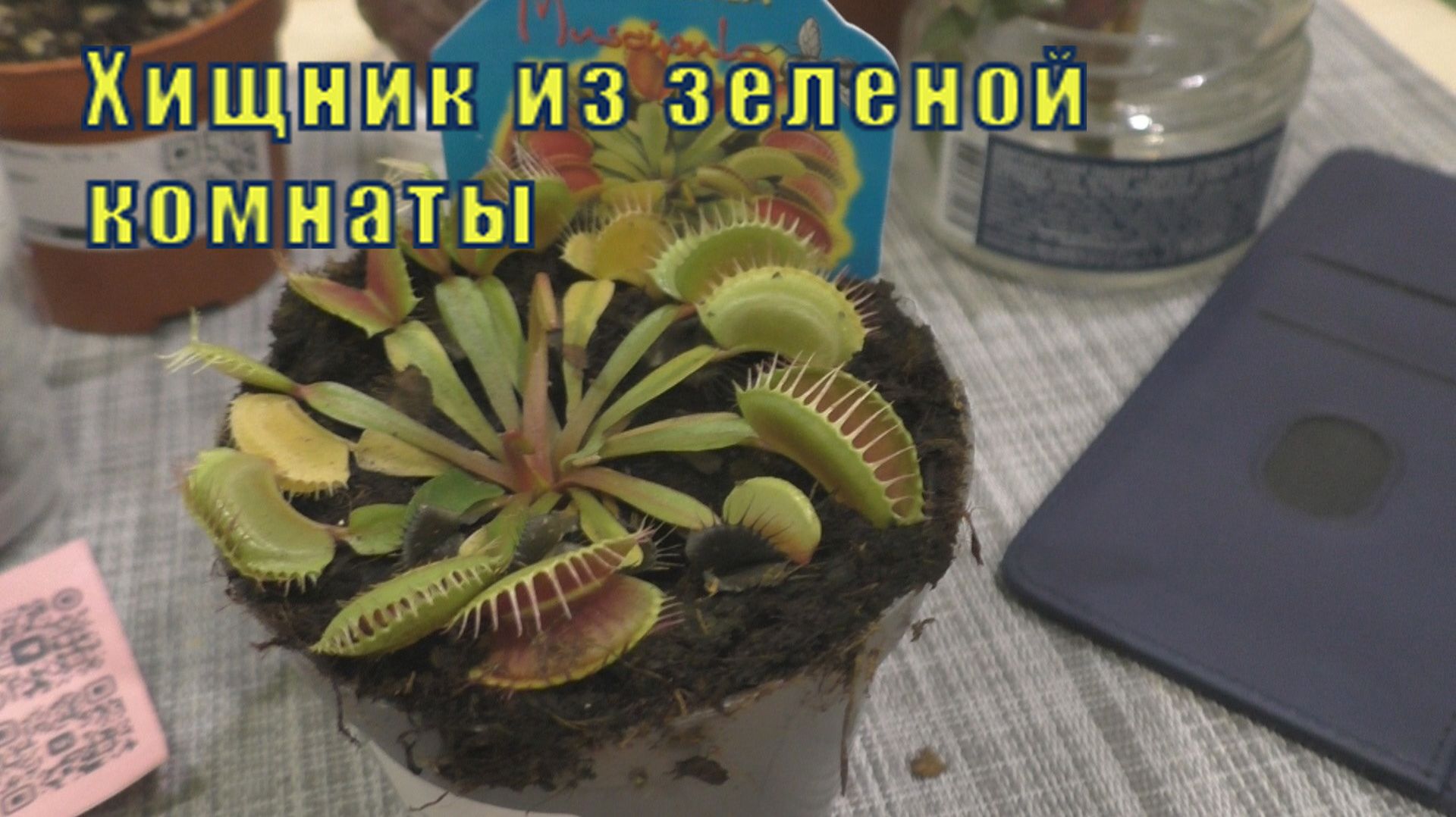 ЗЕЛЕНАЯ КОМНАТА  / МОЕ НОВОЕ ЧУДНОЕ РАСТЕНИЕ / 08 ноября 2025 г