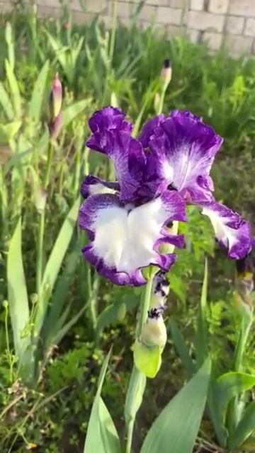 ирис 'Barbara May' (Johnson, 2007)