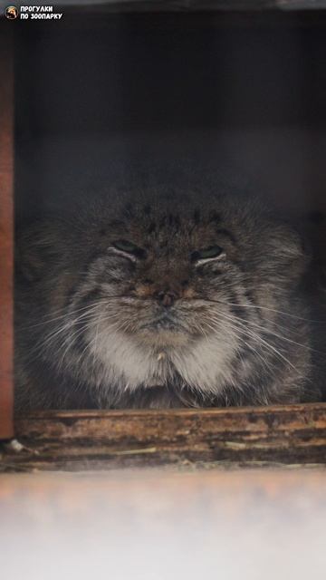 Манул Свэн наблюдает из домика. Ленинградский зоопарк