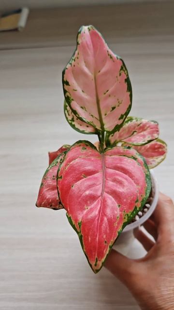 Растения из Пятерочки, часть 3