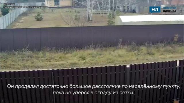 В село Капитанщино Добровского округа Липецкой области забежал лось