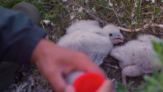 СПАСТИ СОКОЛА