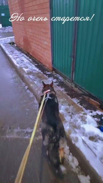 "Подарок или должное?" ❥ Приют в Малинках