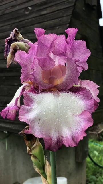 ирис 'Ballet Performance' (Johnson, R. 2007)