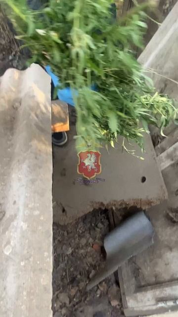 Севастопольские оперативники задержали подозреваемого в хранении наркосодержащих растений