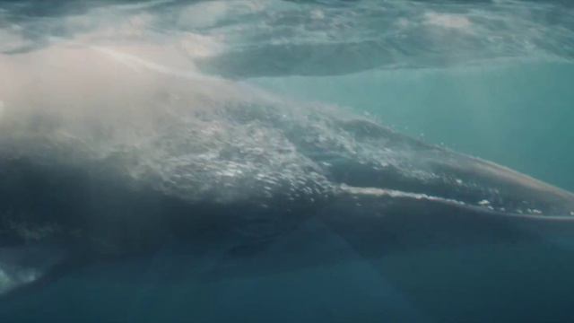 Муана новый тизер SDR