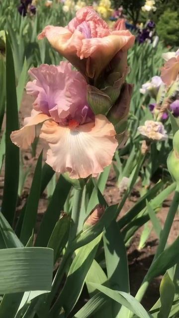 ирис 'Bel Esprit' (Keith Keppel, R. 2002)