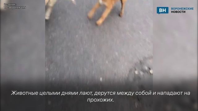 Житель Воронежской области поделился видео нападения бездомных собак