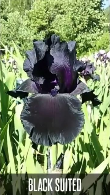 ирис 'Black Suited' (S.Innerst, 2000)