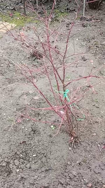 18 ноября. Земляника всё ещё цветет