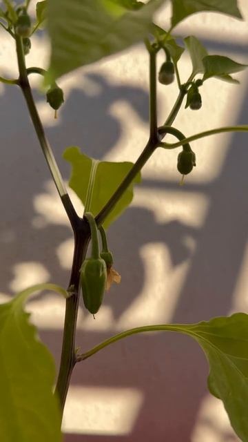 🫑 перепутал осень с весной! Урожай на носу! 🫣