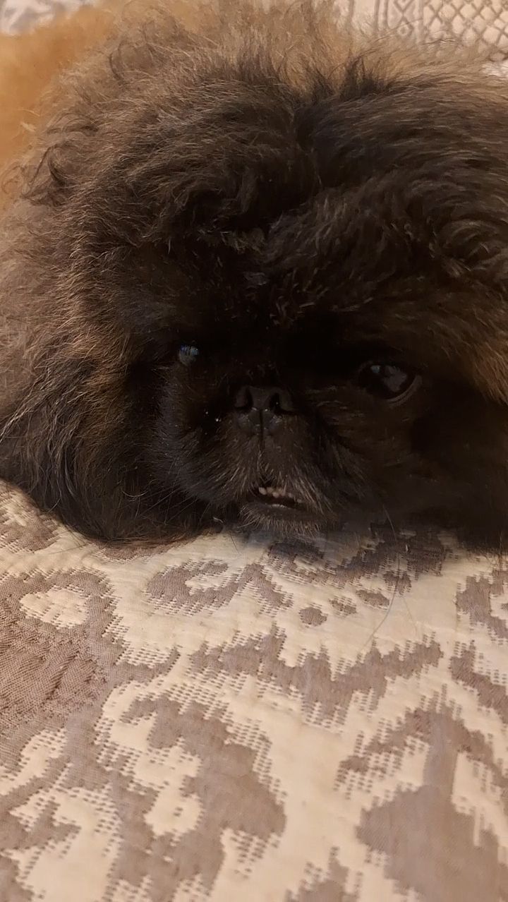 Пекинес Дендик хитрая собака