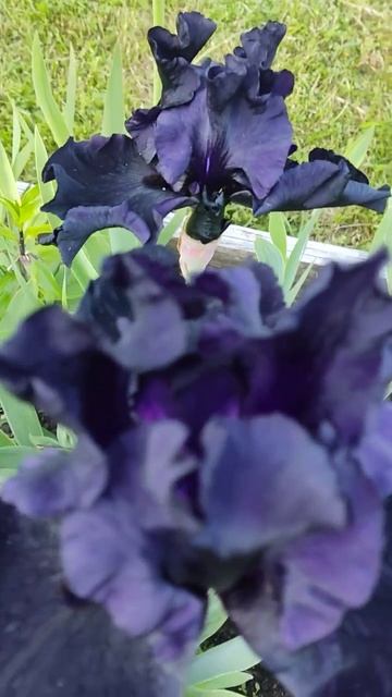 ирис 'Before the Storm' (Бифо зе Сторм) (Sterling Innerst, R. 1988)