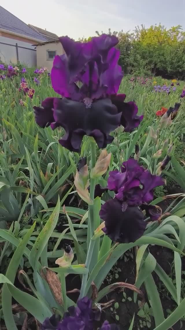 ирис 'Black Phantom' (W.Maryott, 2001)