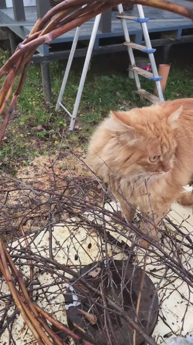 Елка 🎄 для украшения террасы из  веток