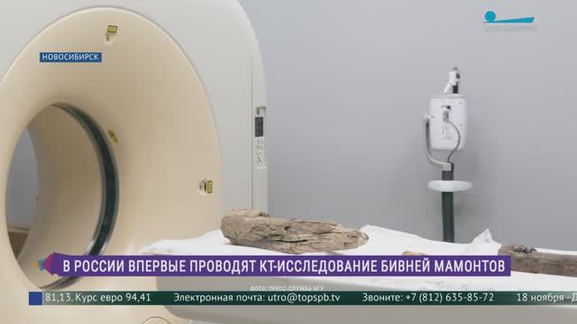 В России впервые проводят КТ-исследование бивней мамонтов