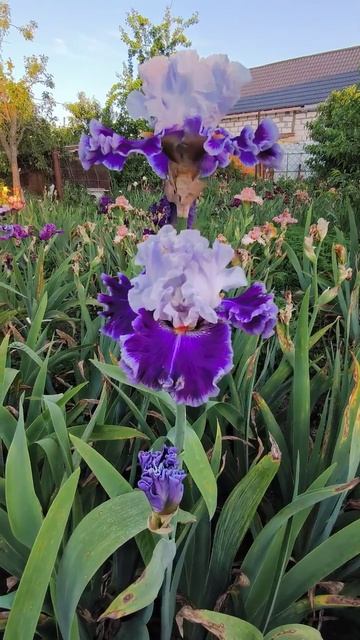 ирис 'Big Spender' (Barry Blyth, R. 2014)