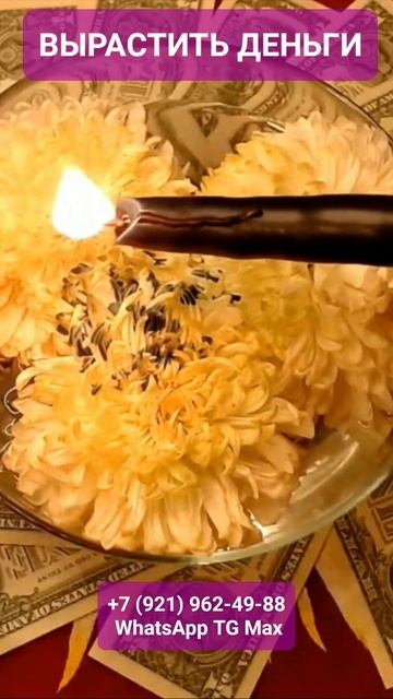 ВЫРАСТИТЬ ДЕНЬГИ #онлайн #ритуал #shorts #светланаведа