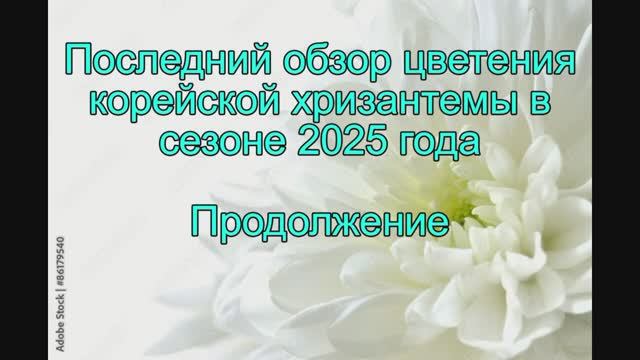 Последний обзор корейской хризантемы в сезоне 2025. Подолжение