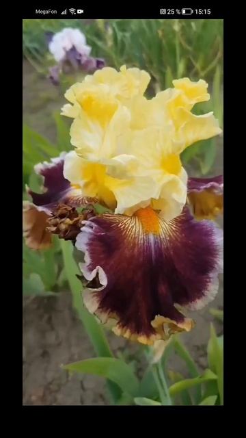 ирис 'Battle Of The Bands' (Michael Sutton, R. 2010)