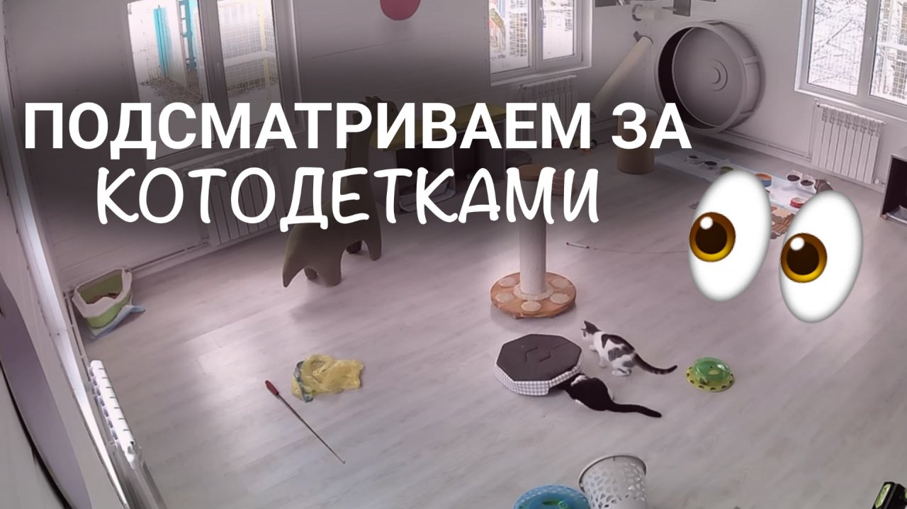 НАБЛЮДАЕМ ЗА КОТОДЕТКАМИ