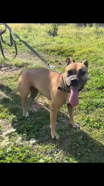 Очередное подлое предательство!  Беллу нашли в лесу