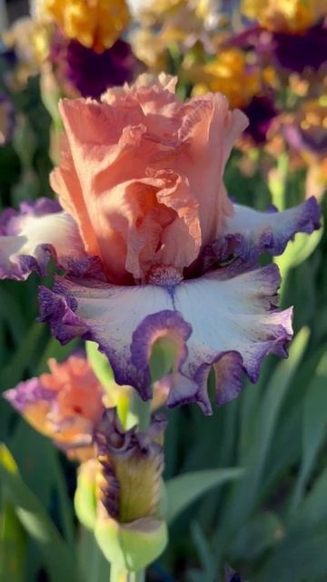 ирис 'Beautician' (Johnson, R. 2019)