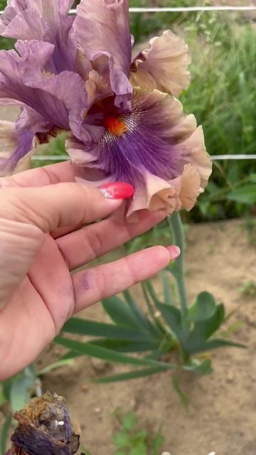 ирис 'Berry Scary' (Paul Black, R. 2005)