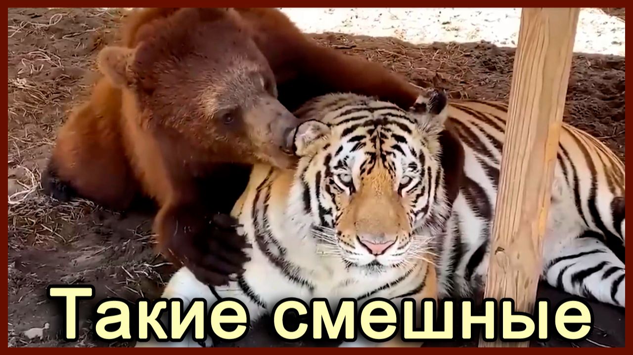 Смешные животные. Лучшие смешные видео с животными Видео Приколы