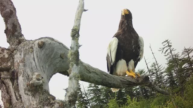 Трейлер к фильму "За кромкой серого тумана. Секреты белоплечей птицы"