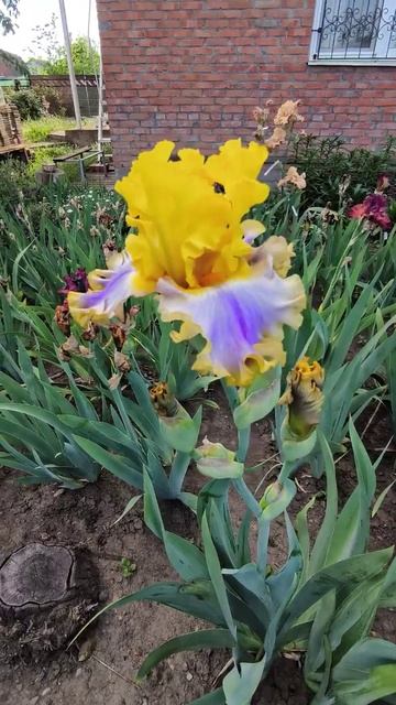 ирис 'Barbara Rider' (T. Johnson, 2015)