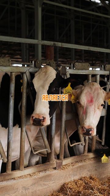 На какие фермы приходим и почему не на все❓