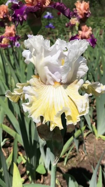 ирис 'Baby I Love You' (P.Black, 2012)