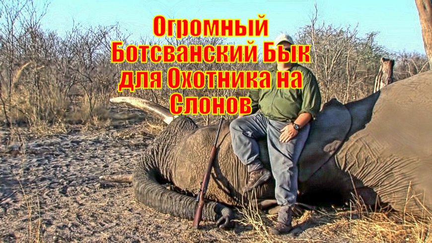 Огромный Ботсванский Бык для Охотника на Слонов