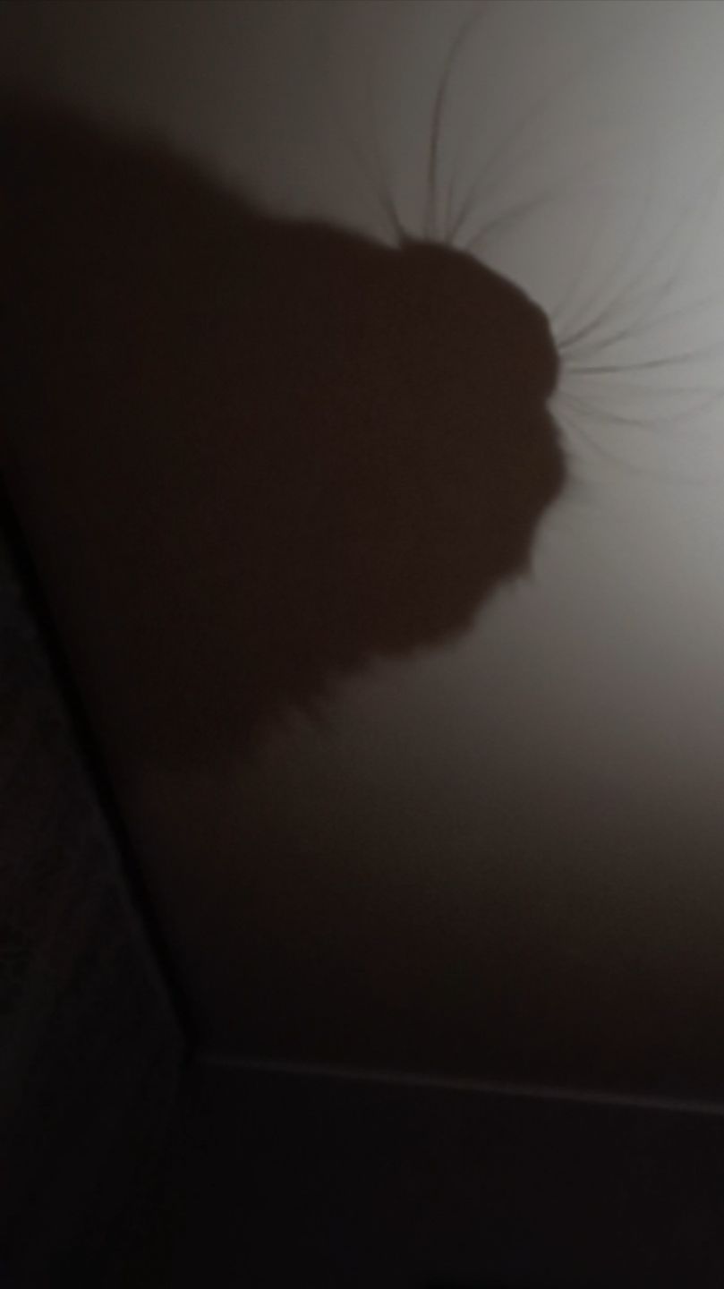 К НАМ ДОМОЙ ПРОБРАЛСЯ МОНСТР 😱