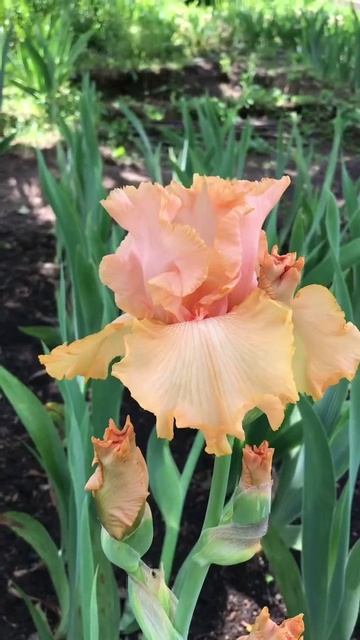 ирис 'Big Squeeze' (Paul Black, R. 1999)