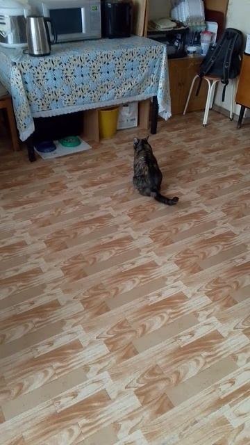 Даём что сами кушаем, не ест, подавай ей мясо и что-нибудь по шикарнее