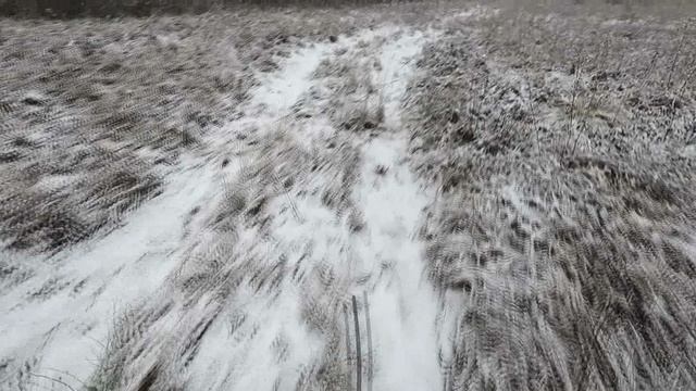 Страшная история на охоте с гончей