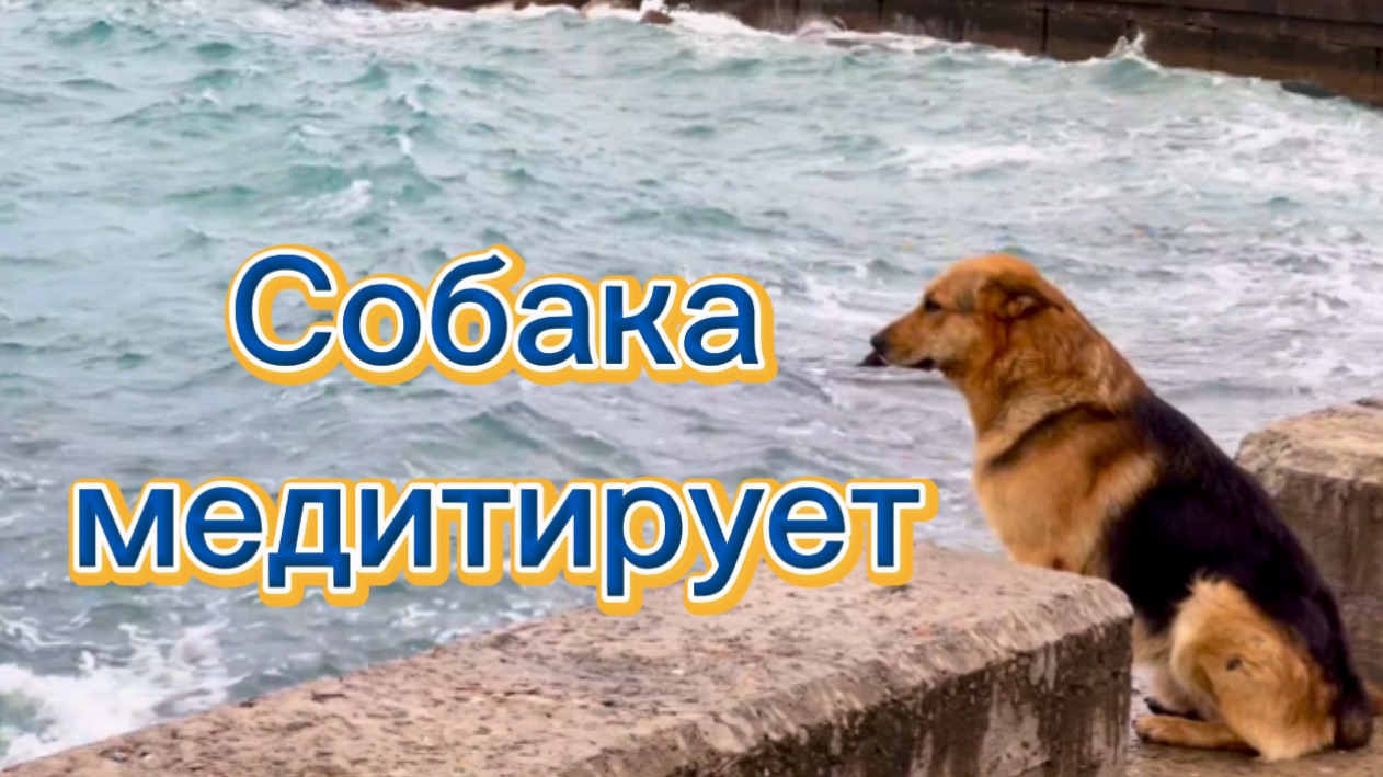 Собака медитирует около моря