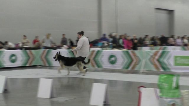 Моншер Вирсаль Гроза