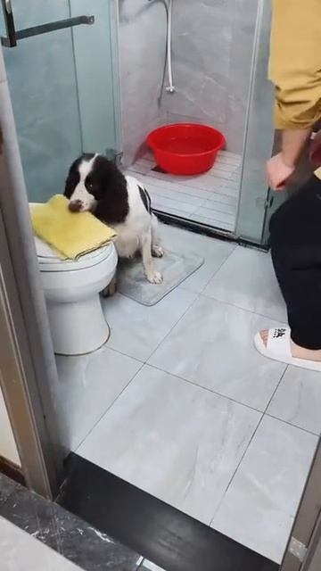 Умный пёс 🐕