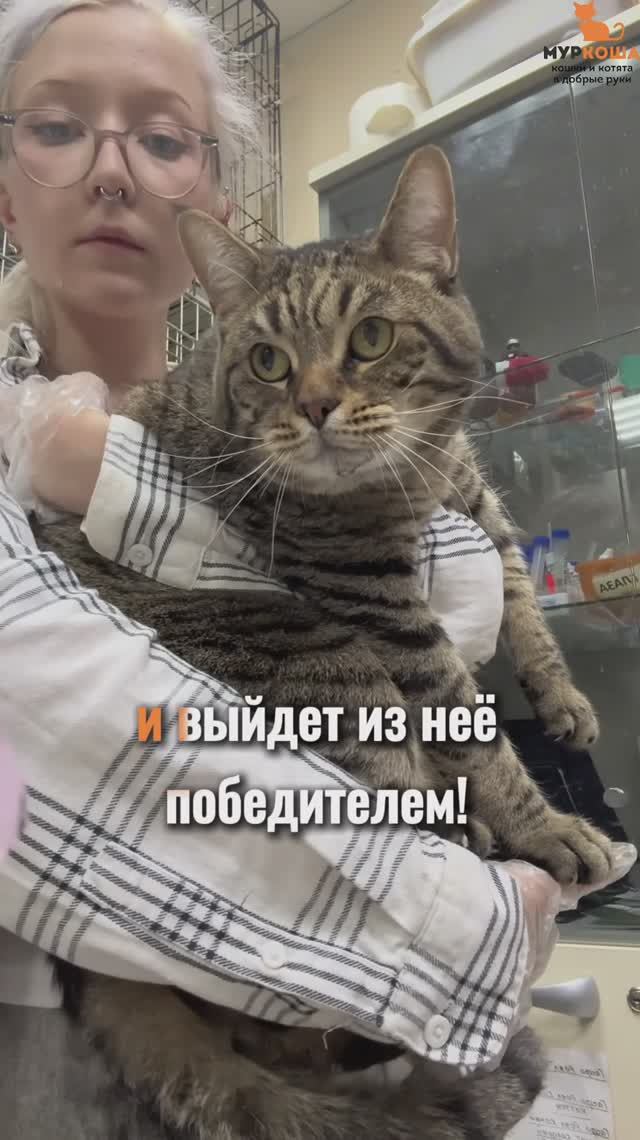 Парсифаль ждёт вас в приюте #Муркоша