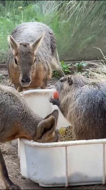 Мукбангерам посвящается | Ритм Жизни